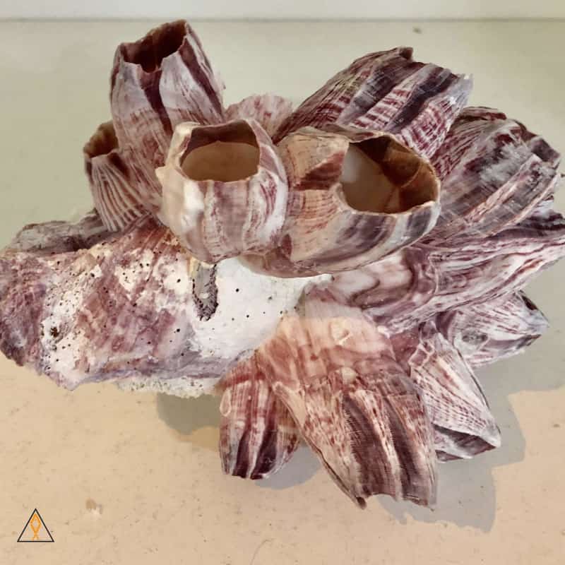 Home / Products / Barnacle Shell