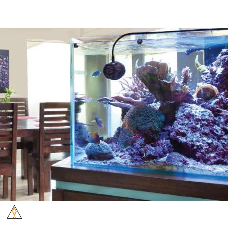 Natural Decor Gift Cards Paludarium Novelty